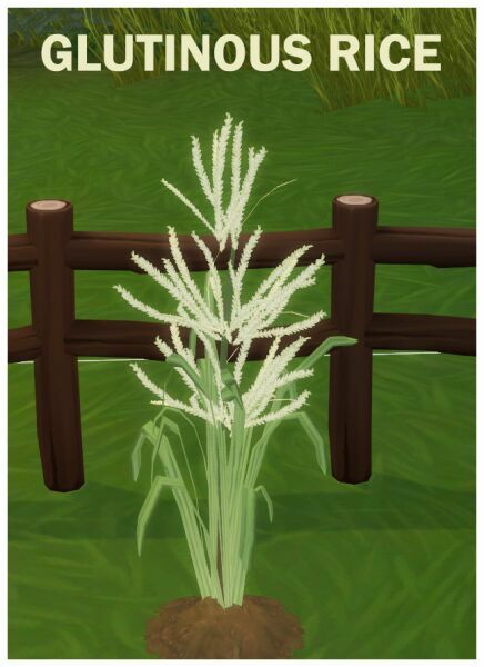 Sticky Rice – Glutinous Rice At Icemunmun Sims 4 CC Download